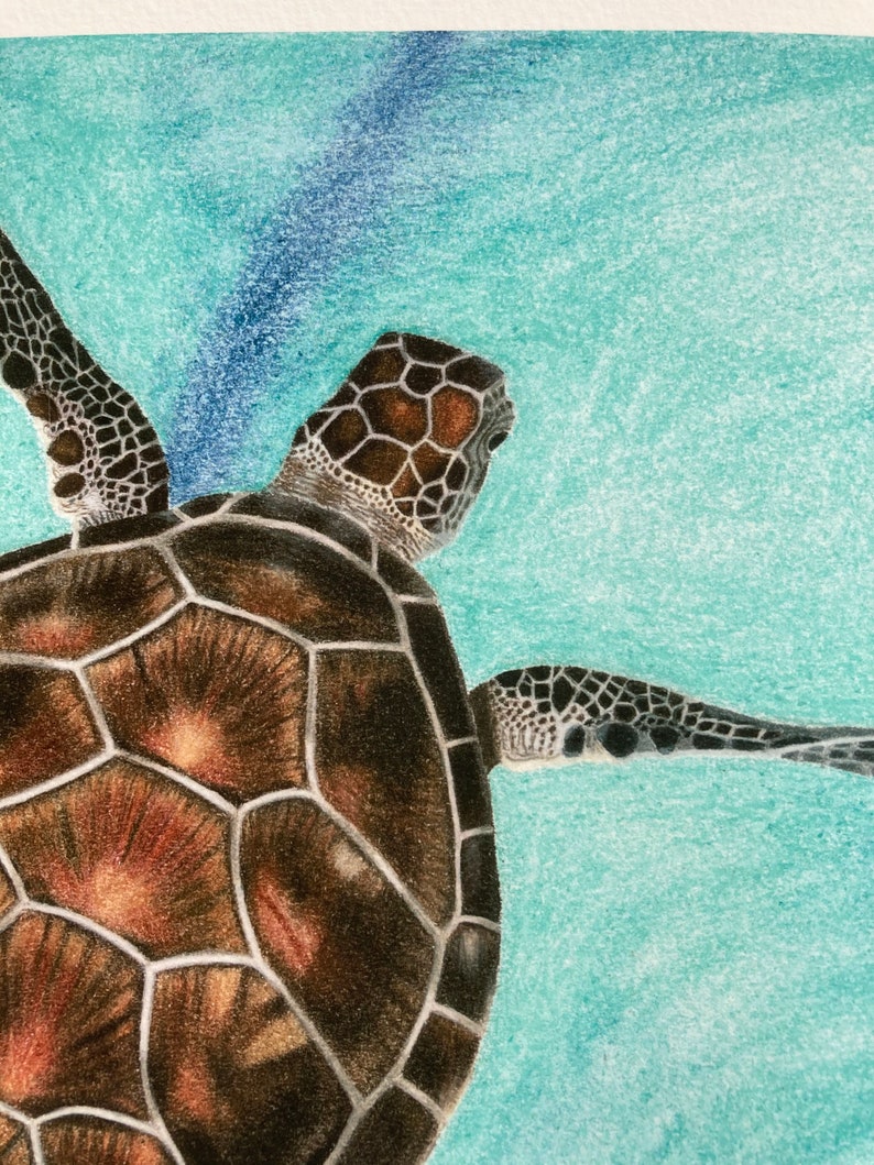 Sea Turtle Colored Pencil Drawing Print - Etsy
