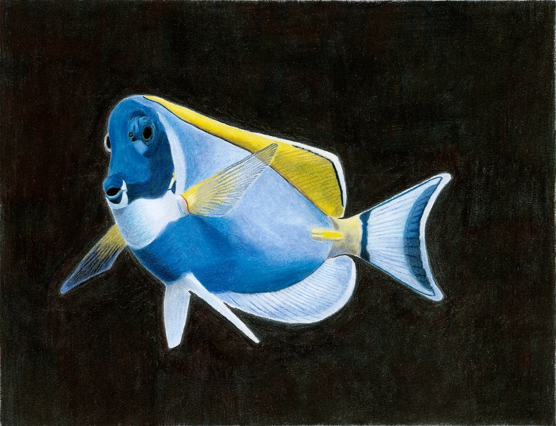 Blue Fish Colored Pencil Drawing Print - Etsy