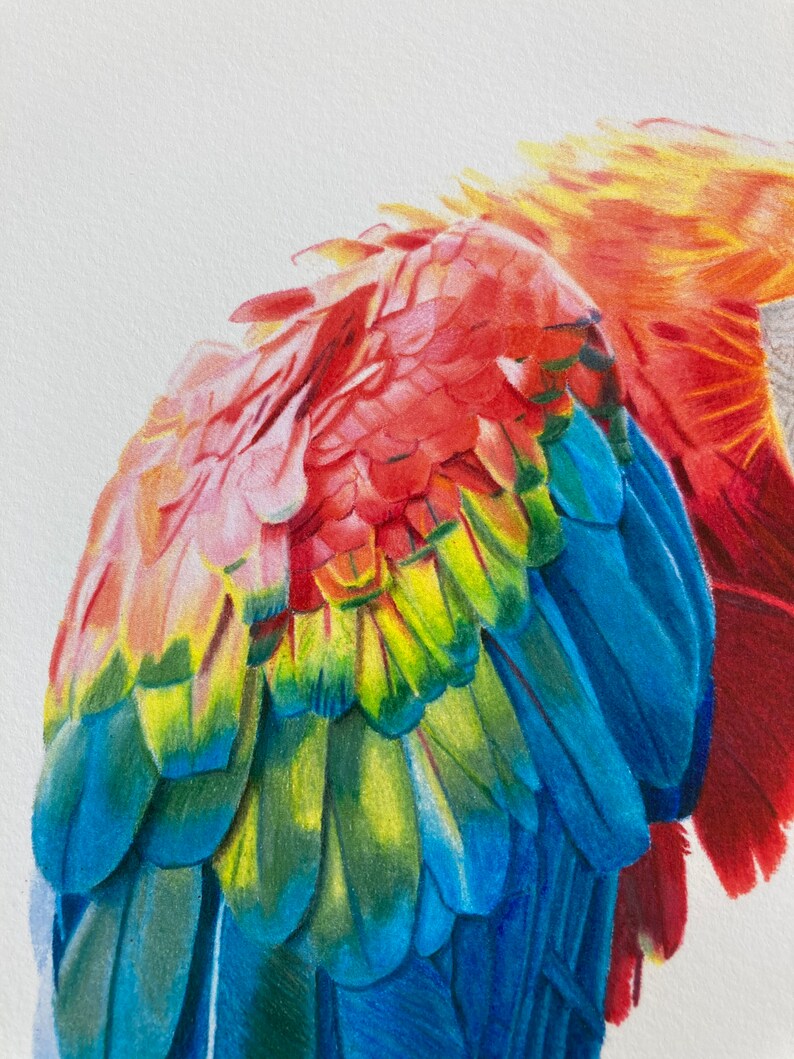 Parrot Colored Pencil Drawing Print - Etsy