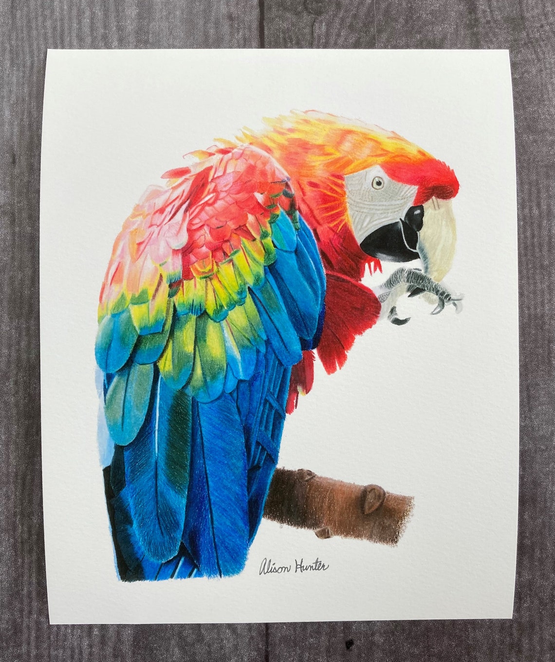 Parrot Colored Pencil Drawing Print - Etsy