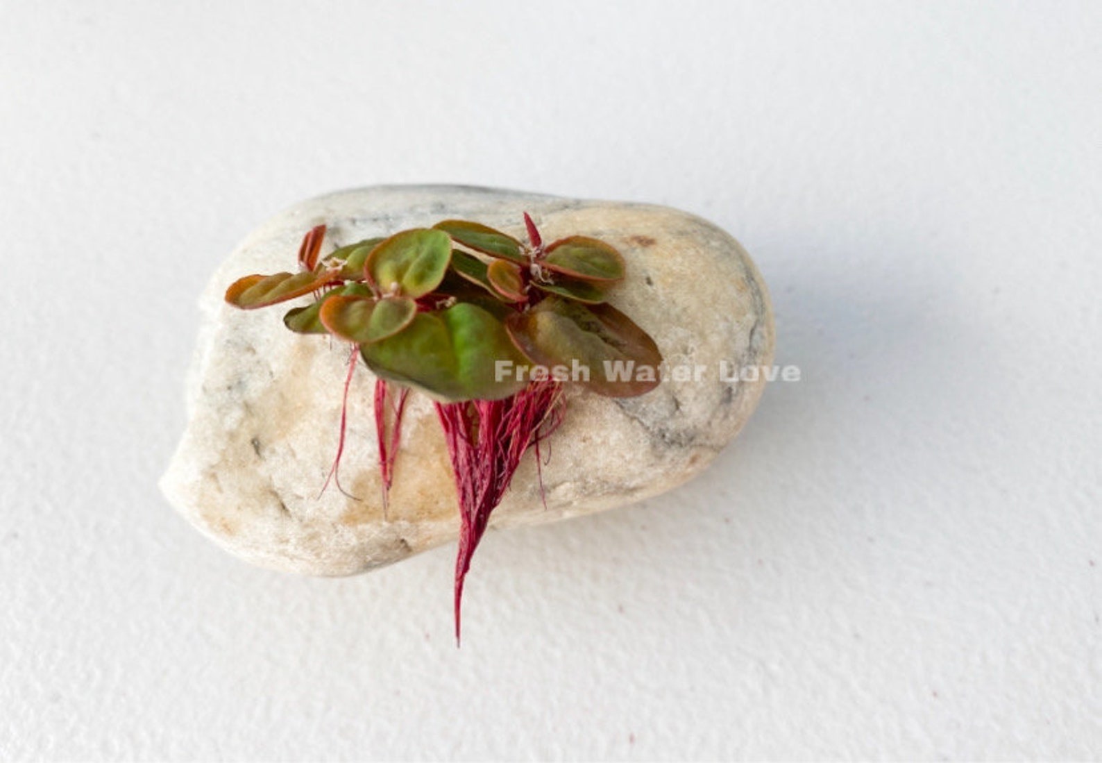 Combo 5 Dwarf Water Lettuce 5 Red Root Floaters Live Floating Aquatic ...