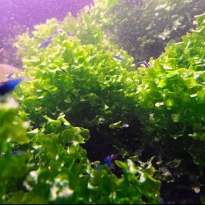 Subwassertang Moss (round Pellia) Live Aquarium Plants, Large Ear ...
