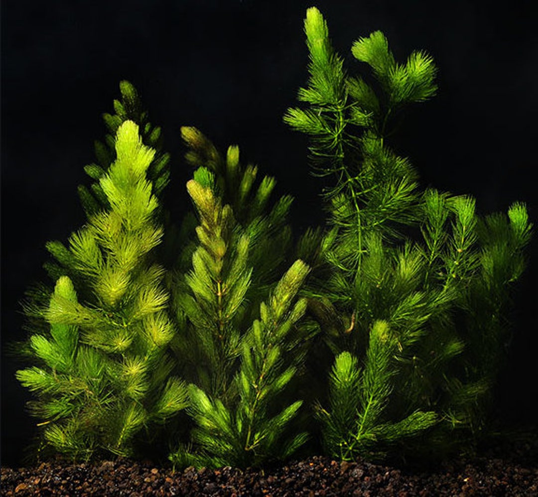Hornwort Coontail Live Fish Tank Plants Aquarium Plant - Etsy