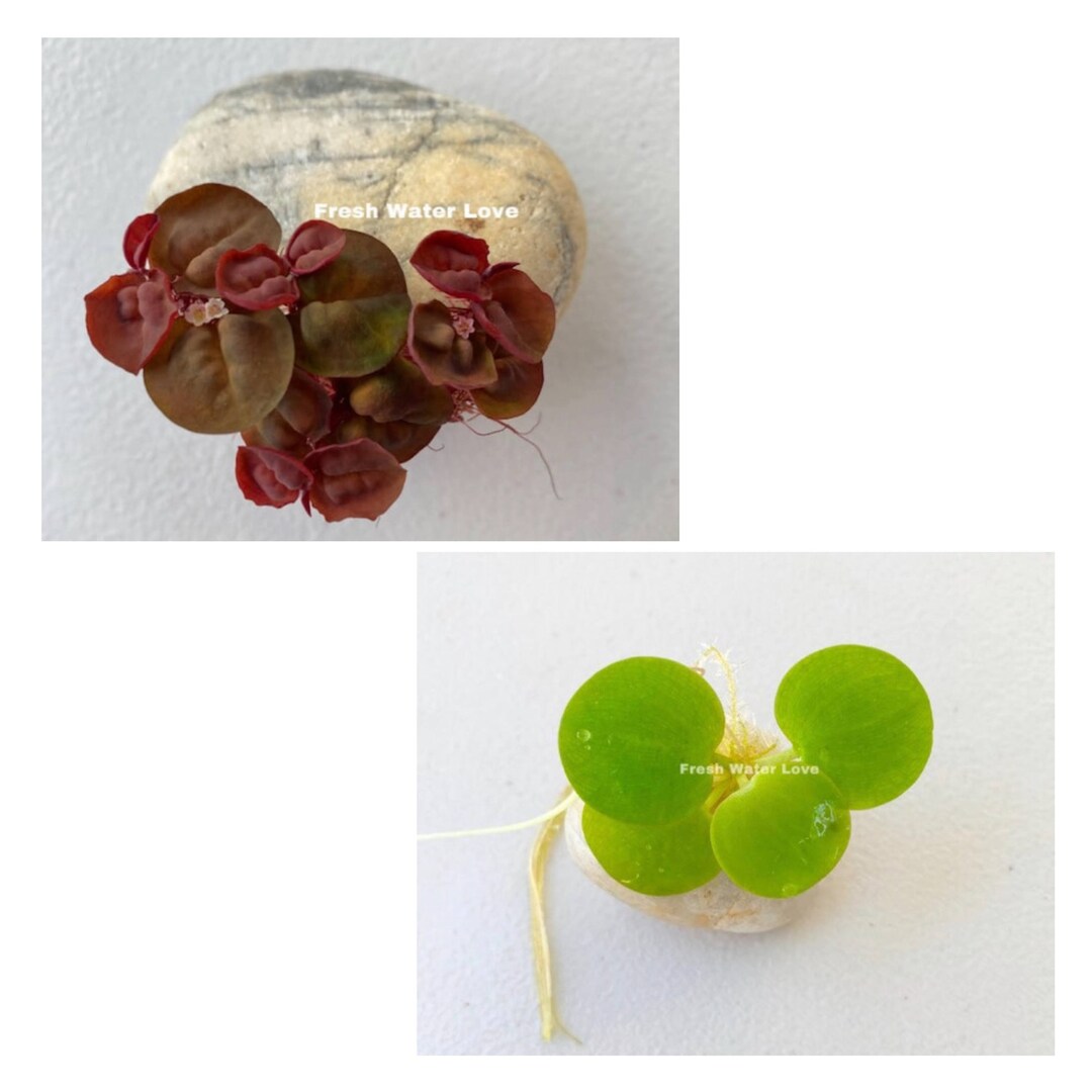 Combo 4 Red Root Floaters + 4 Amazon Frogbit Live Floating Aquatic ...