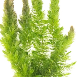 Hornwort Coontail Live Fish Tank Plants Aquarium Plant - Etsy