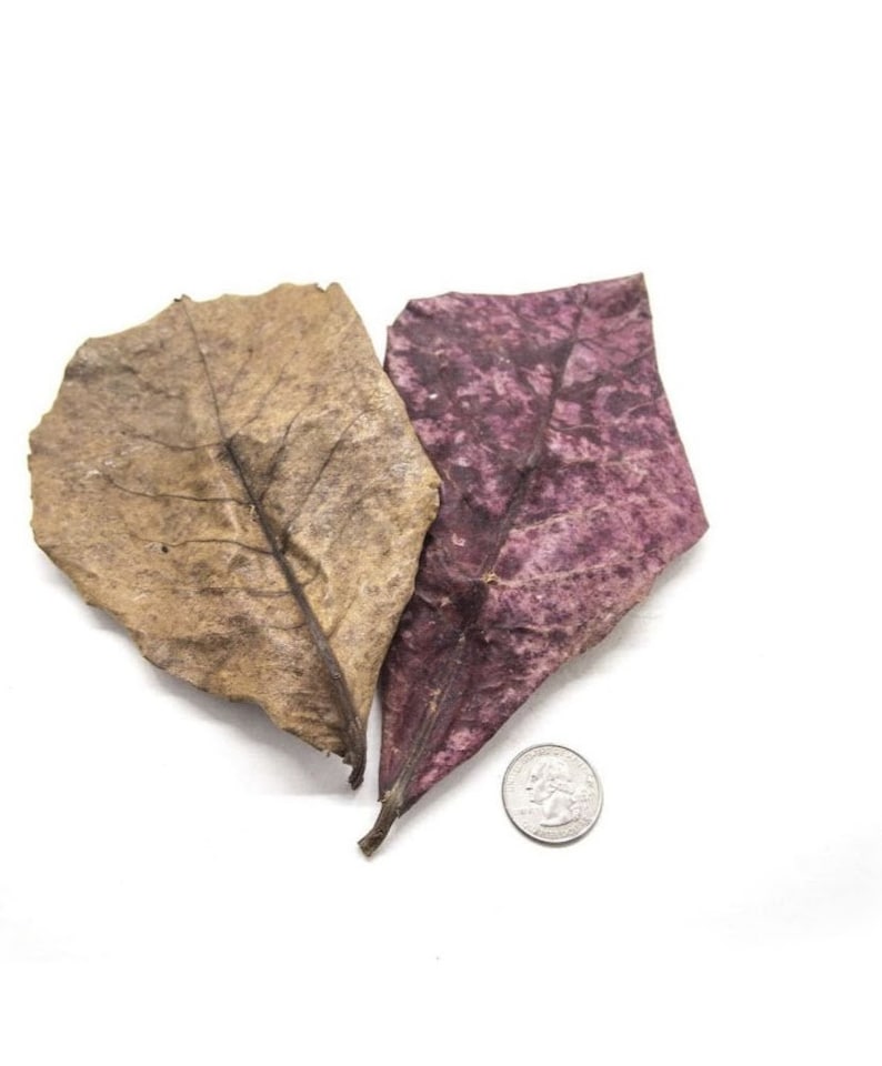 10 Giant Catappa Indian Almond Aquarium Leaves Dried/prepared - for ...