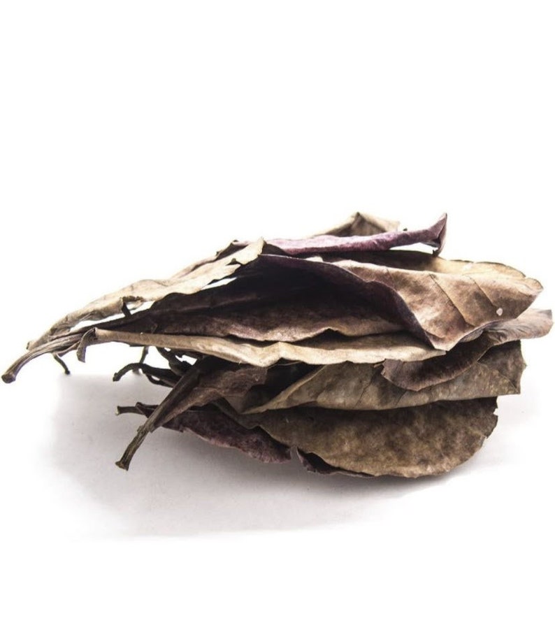 Catappa Indian Almond Leaves – Natural Aquarium Shrimp & Betta Food - Etsy
