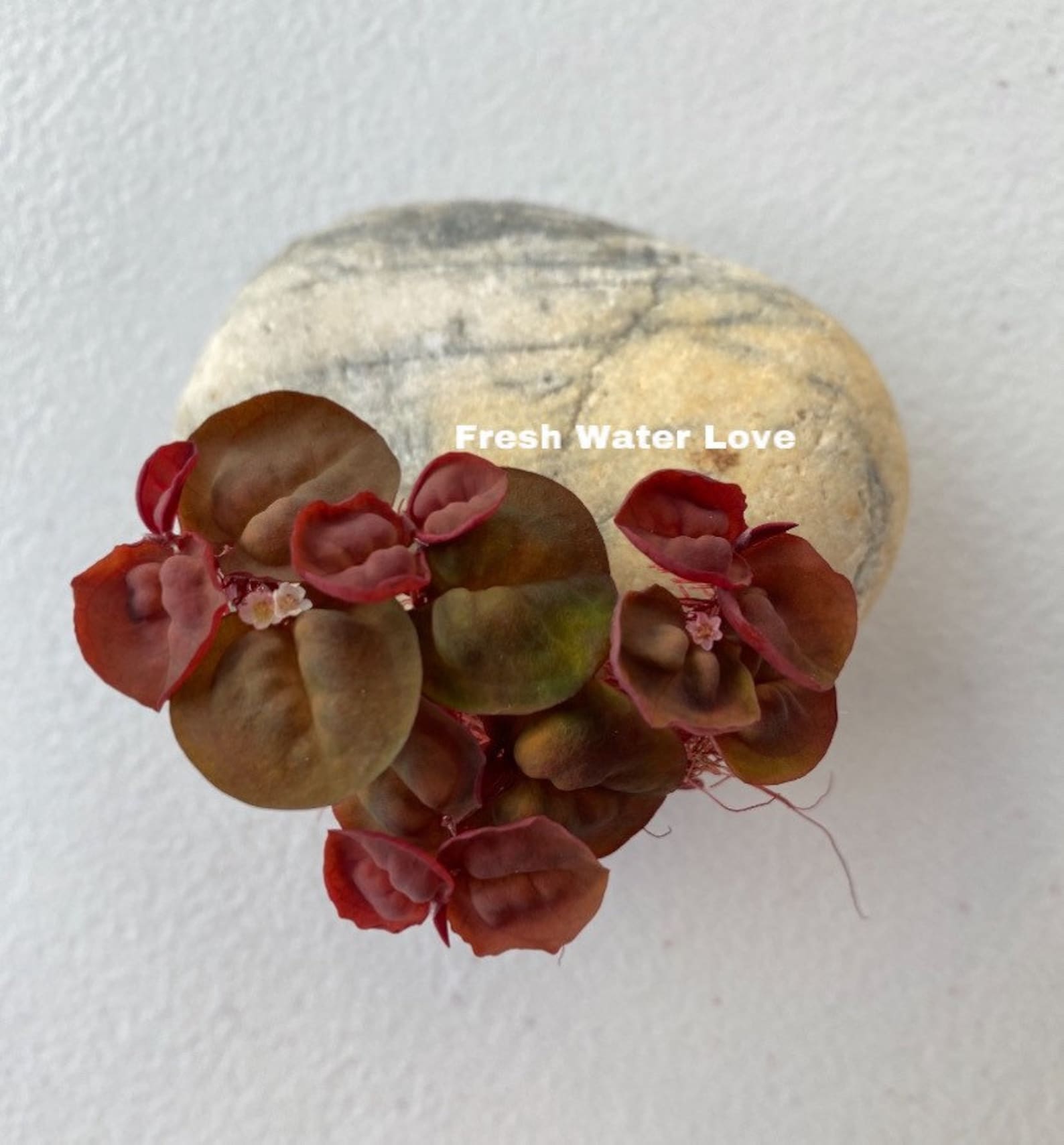 Combo 5 Dwarf Water Lettuce 5 Red Root Floaters Live Floating Aquatic ...