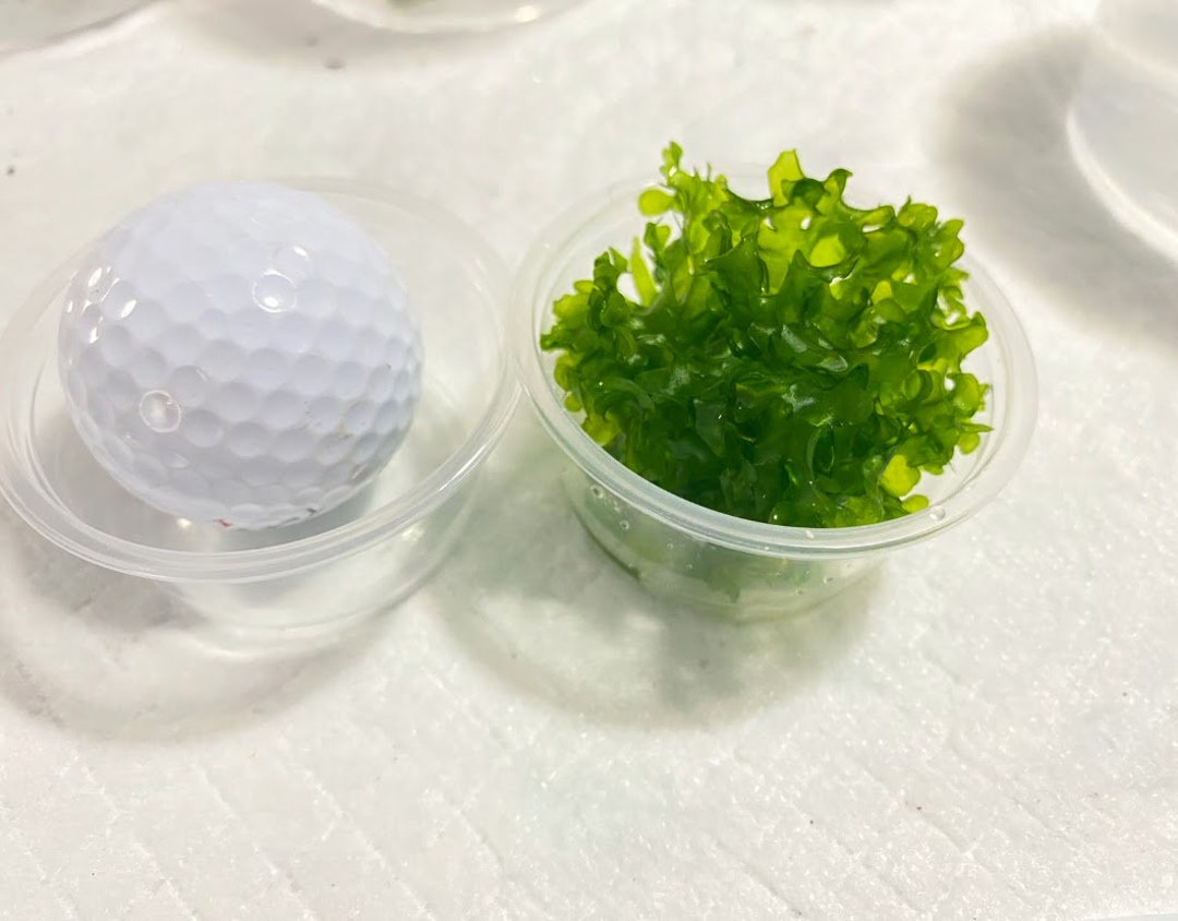 Subwassertang Moss (round Pellia) Live Aquarium Plants, Large Ear ...