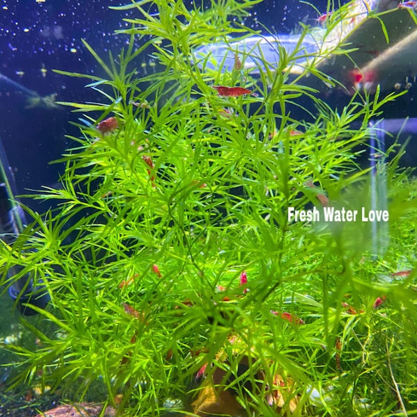 Green Guppy - Etsy