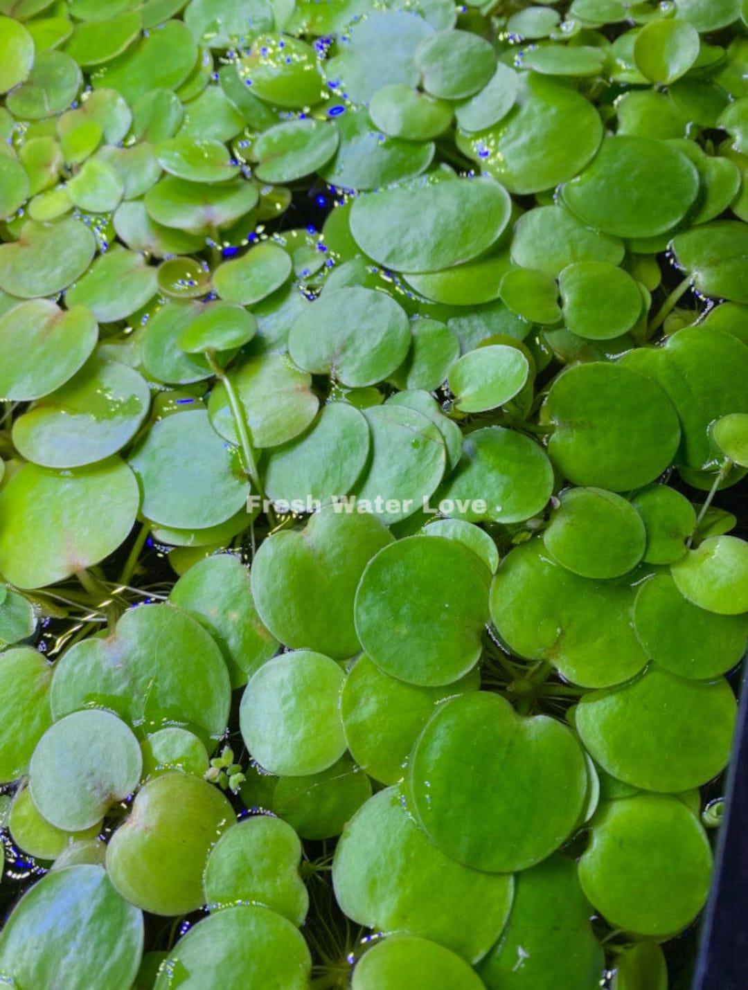 30+ Leaves Amazon Frogbit Plants Floating Plants - Etsy