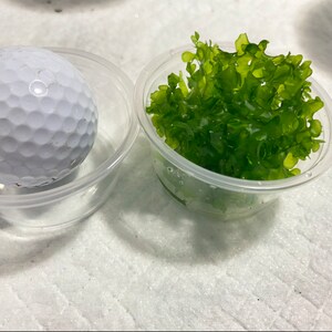 Subwassertang Moss (round Pellia) Live Aquarium Plants, Large Ear ...