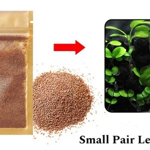 Aquarium Leaf Seeds, Carpet Plant, Terrarium Ground Cover - Etsy