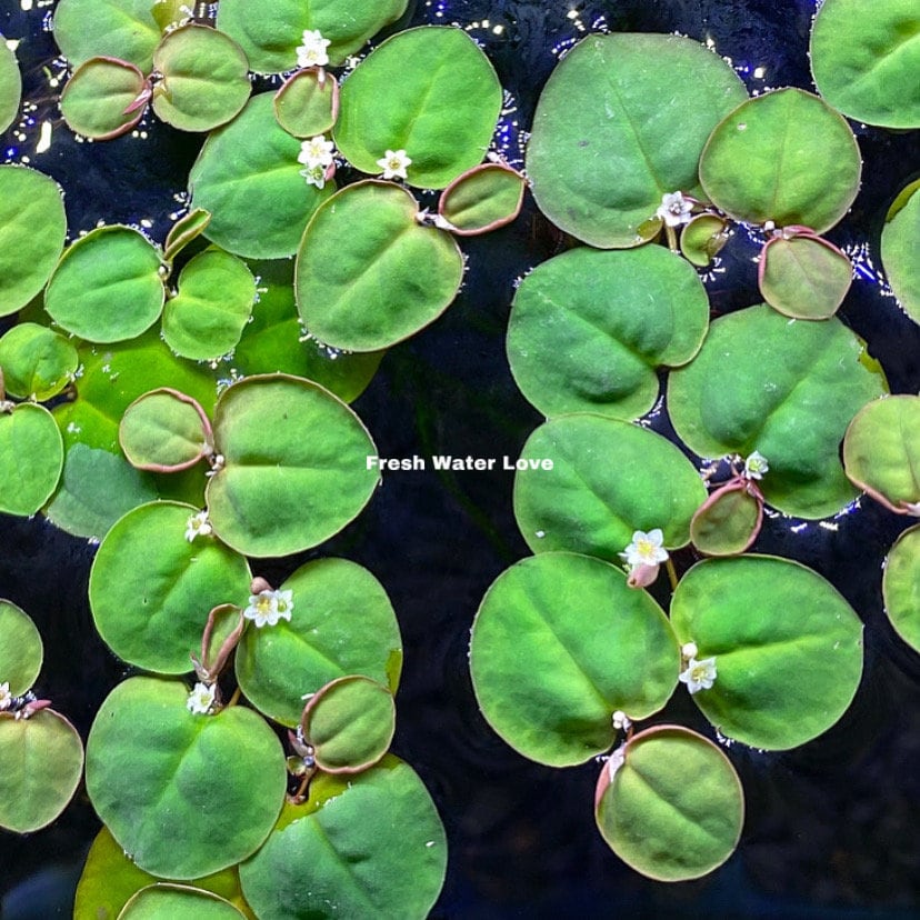 Combo 5 Dwarf Water Lettuce 5 Red Root Floaters Live | Etsy