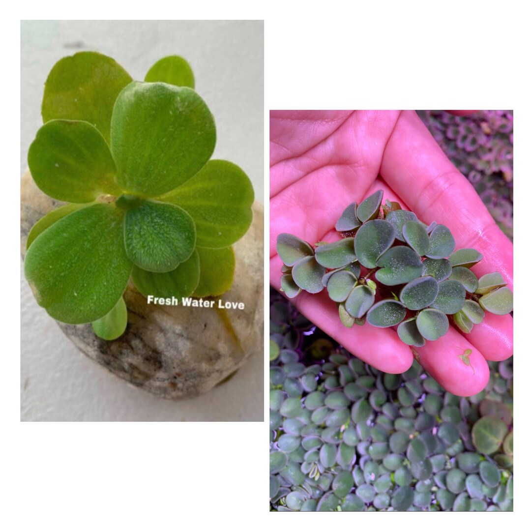 Combo 2 Asian Watermoss salvinia Cucullata and 2 Water Lettuce, Live ...