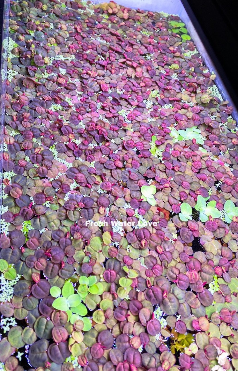 Combo 5 Dwarf Water Lettuce 5 Red Root Floaters Live | Etsy
