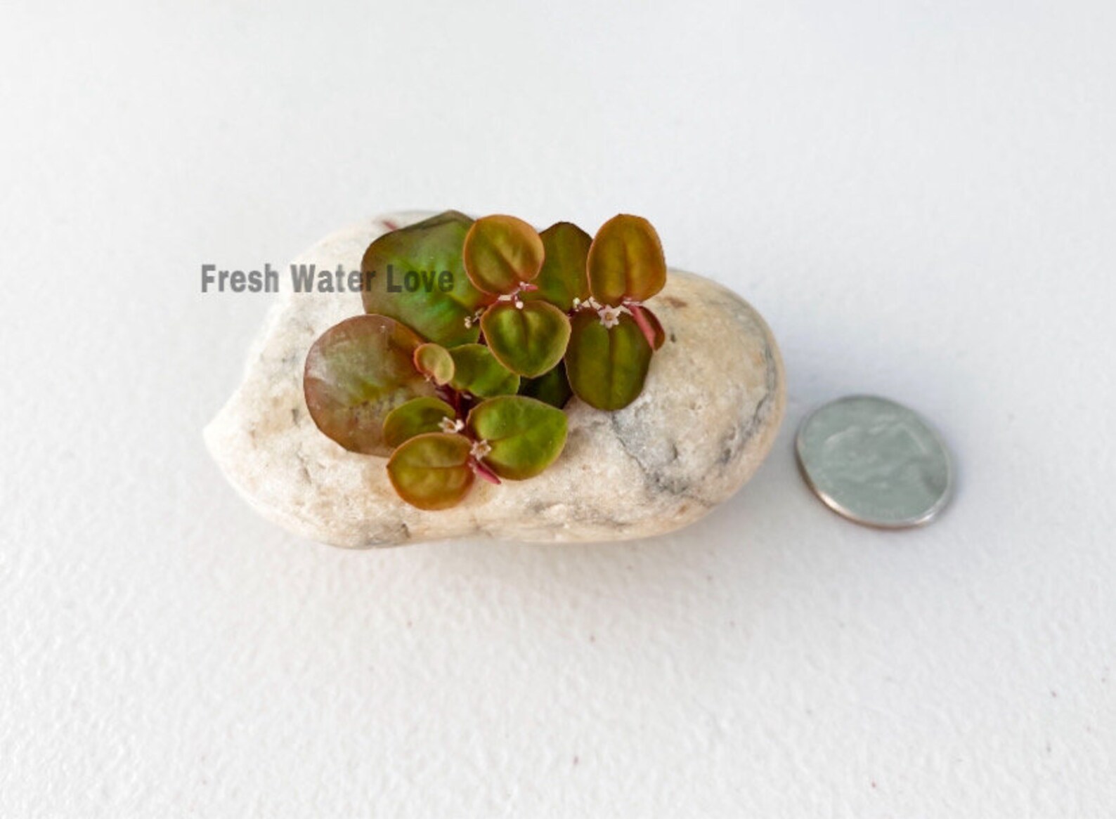 Combo 5 Dwarf Water Lettuce 5 Red Root Floaters Live Floating Aquatic ...