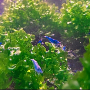 Subwassertang Moss (round Pellia) Live Aquarium Plants, Large Ear ...