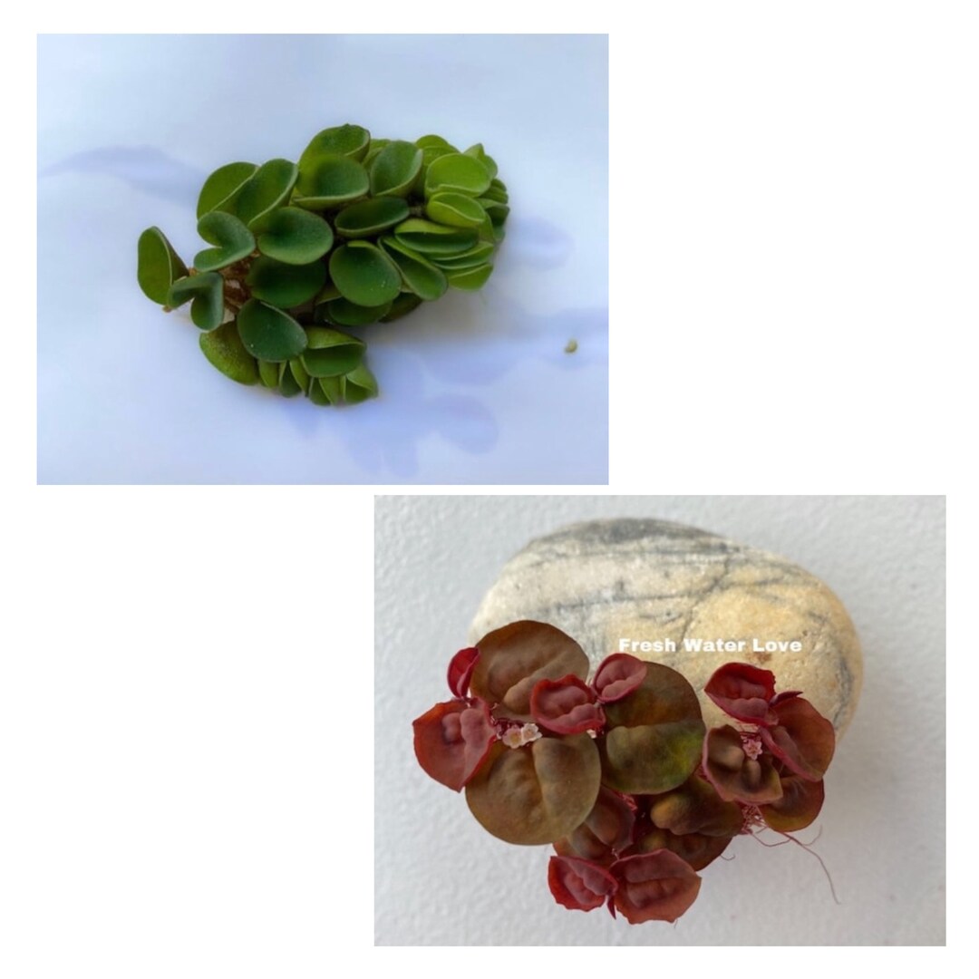 Combo 3 Red Root Floaters + 3 Asian Watermoss (salvinia Cucullata) Live ...