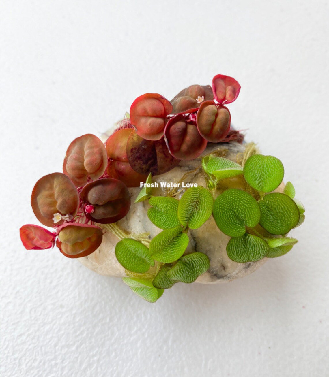 Combo 6 Red Root Floaters 6 Salvinia Minima Live Floating - Etsy