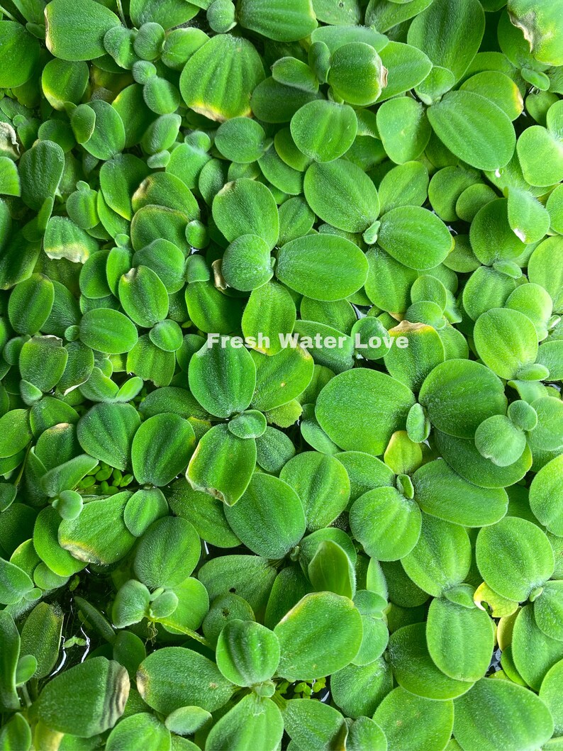 Combo 5 Dwarf Water Lettuce 5 Red Root Floaters Live | Etsy