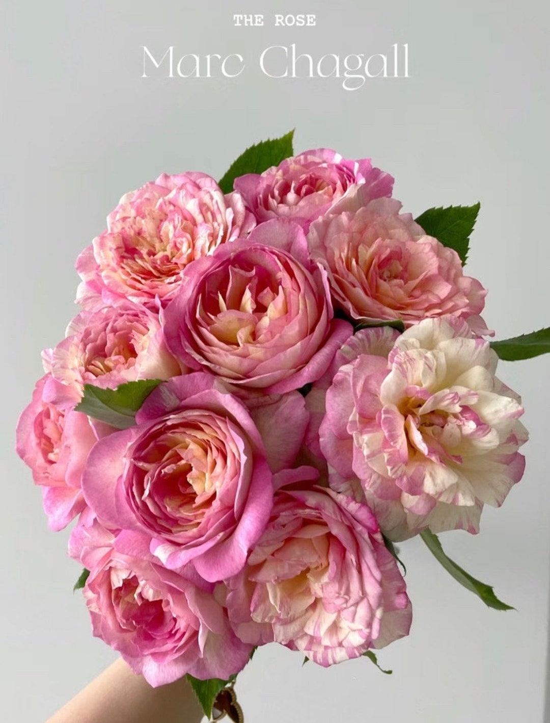 Rose Marc Chagall Own Roots in 6 Inch Pot - Etsy