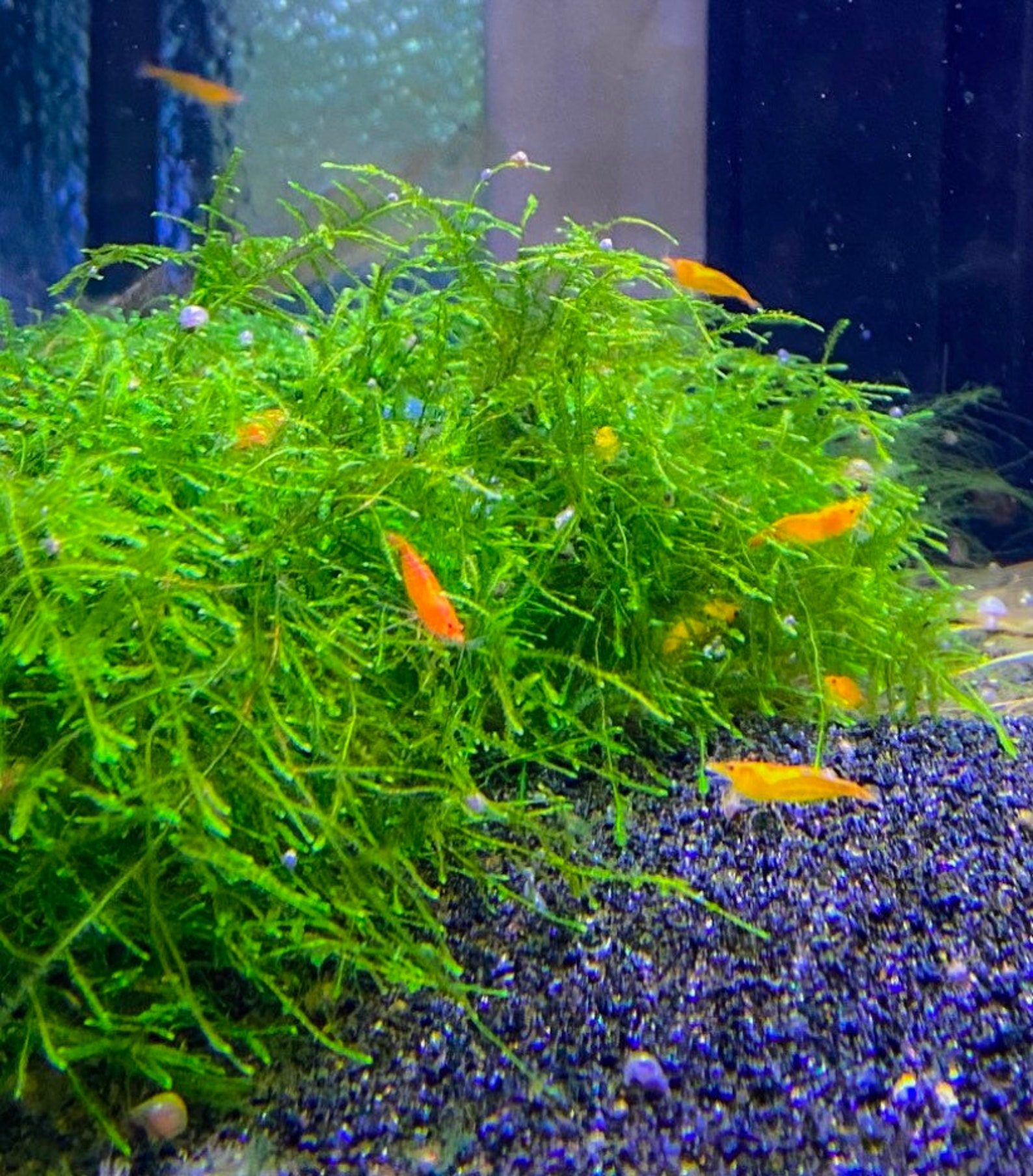 BUY 2 GET 1 FREE Java Moss Taxiphyllum Barbieri Easy Live - Etsy