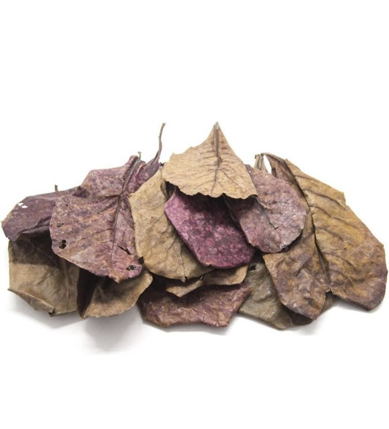 10 Giant Catappa Indian Almond Aquarium Leaves Dried/prepared - for ...