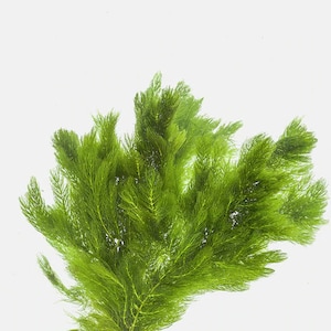 Hornwort Coontail Live Fish Tank Plants Aquarium Plant - Etsy