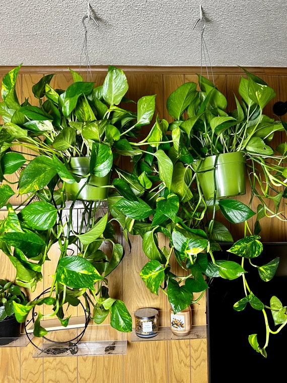 6 Pot Long Trailing Golden Pothos Low Light Plant | Etsy