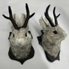 Jack Rabbit - Etsy