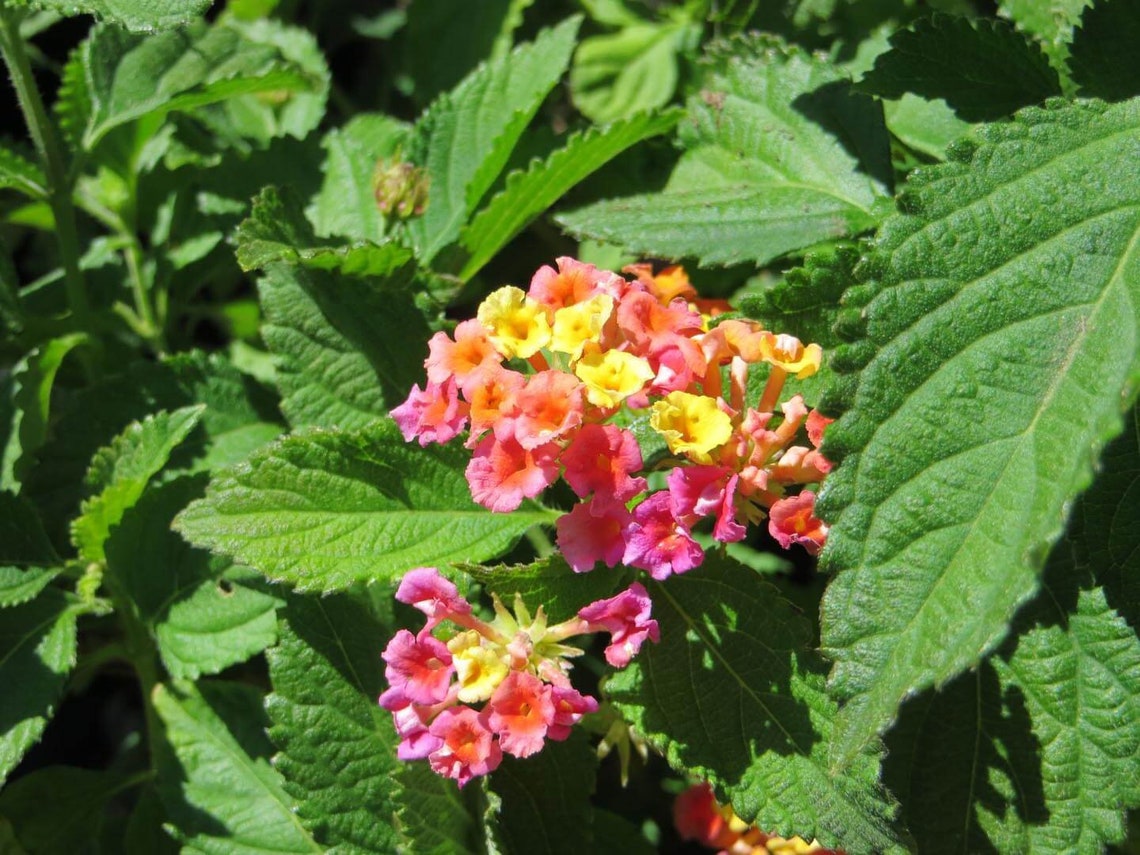 Confetti Lantana Live 1 Gallon Plant - Etsy