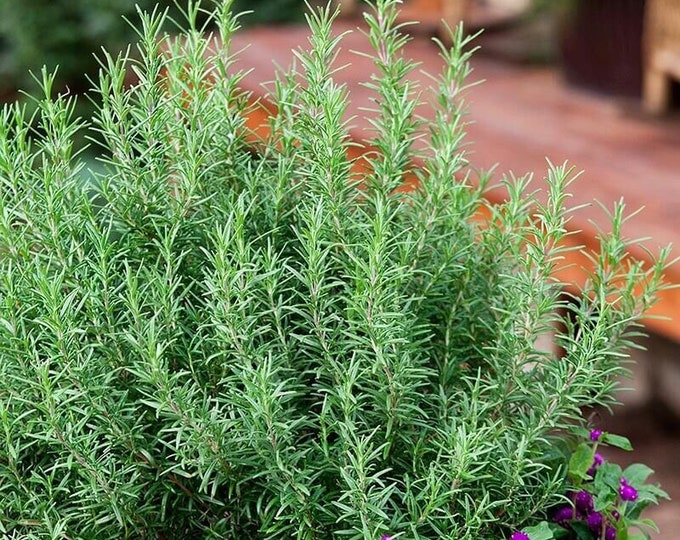 Salem Rosemary Plant - Etsy