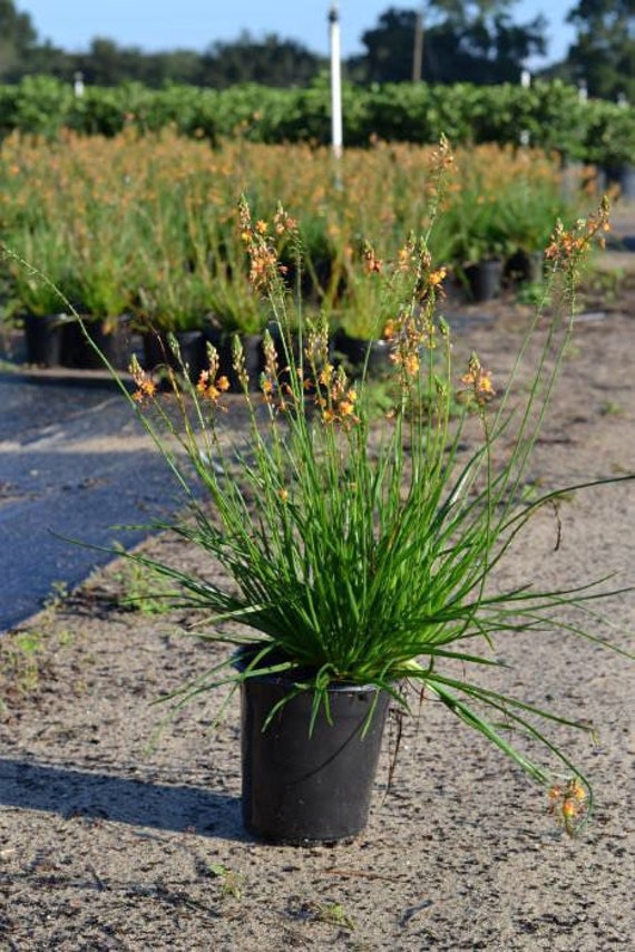 Live Orange Bulbine Plant 1 Gal Size | Etsy