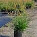 Live Orange Bulbine Plant 1 Gal Size - Etsy