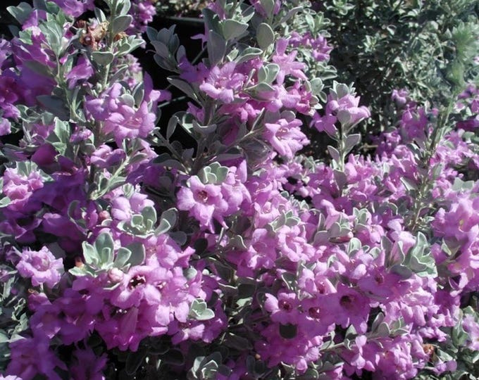 Texas Sage - Silverleaf Leucophyllum Frutescens Pint Plant - Etsy