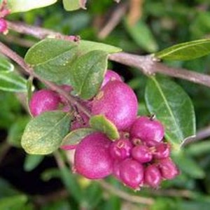 Coral Berry Live Plant 1 Gallon Size - Etsy