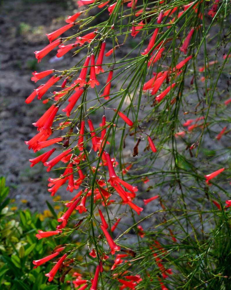 Firecracker Fern Plant: Hummingbird-attracting Tropical Beauty - 1 ...