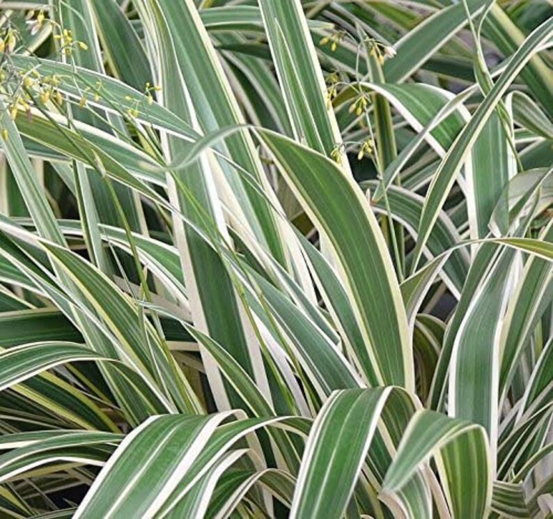 Dianella Flax Lily Live 1 Gallon Plant - Etsy
