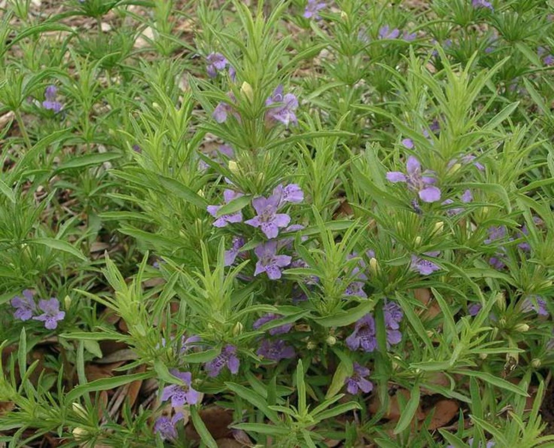 Snake Herb 1 Gallon Live Plant - Etsy