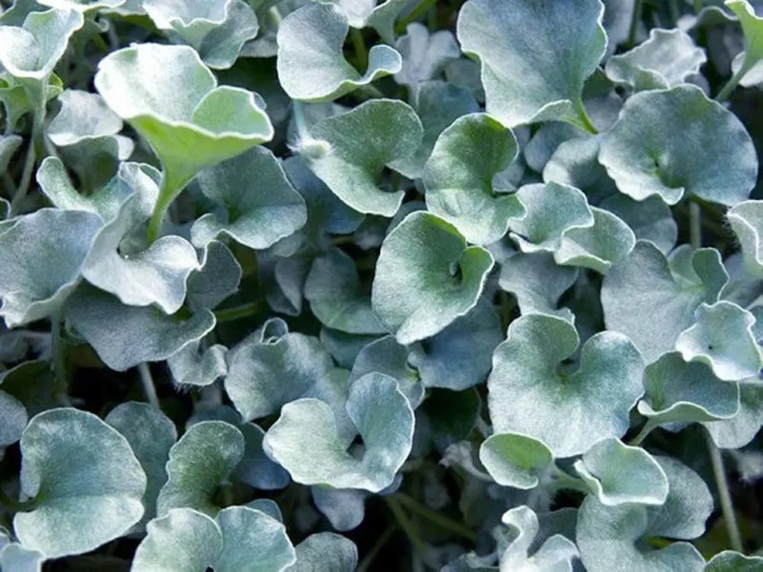 Silver Ponyfoot Dichondra Live 1 Gallon Plant - Etsy