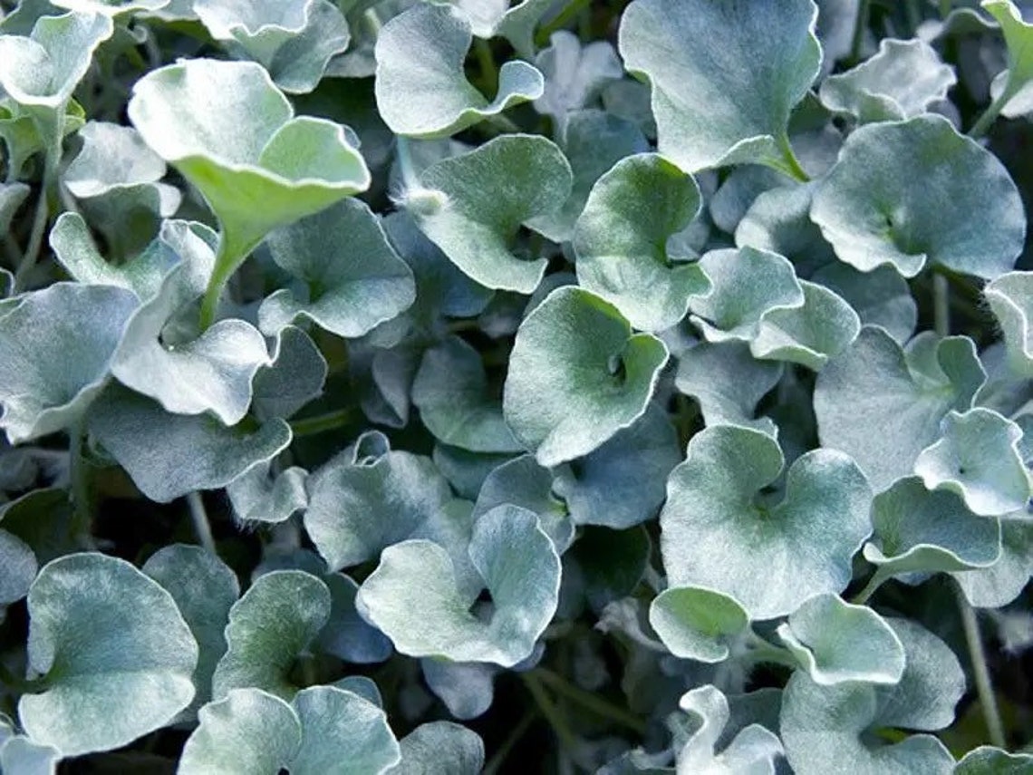 Silver Ponyfoot Dichondra Live 1 Gallon Plant - Etsy