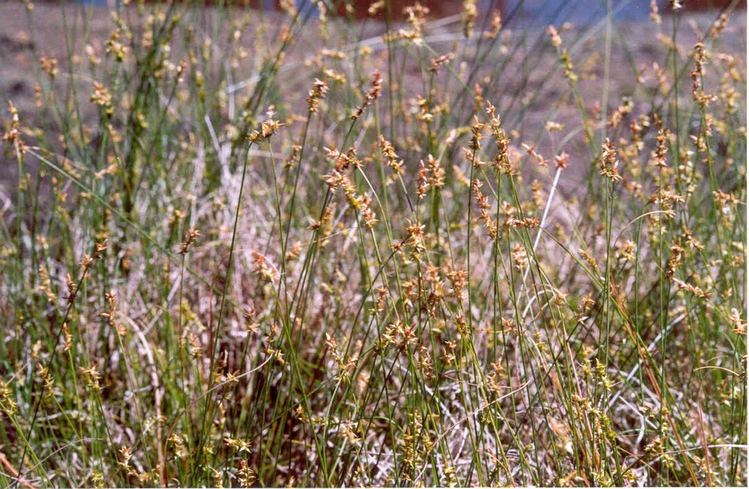 Webberville, Sand Sedge Live Plant Fully Rooted 1 Gallon Container ...