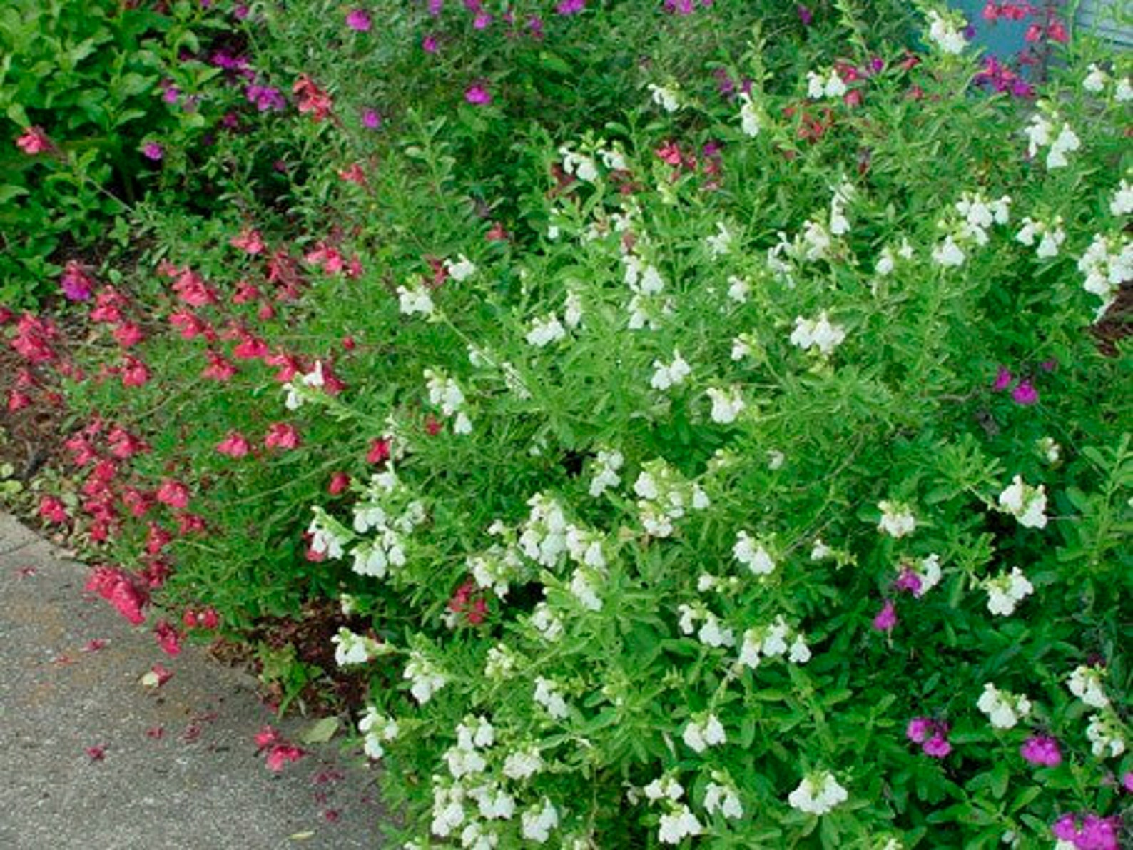 White Salvia Greggi 1 Gallon Live Plant - Etsy
