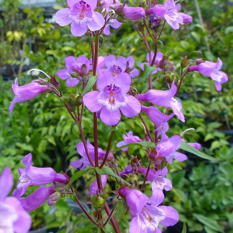 Penstemon - Etsy