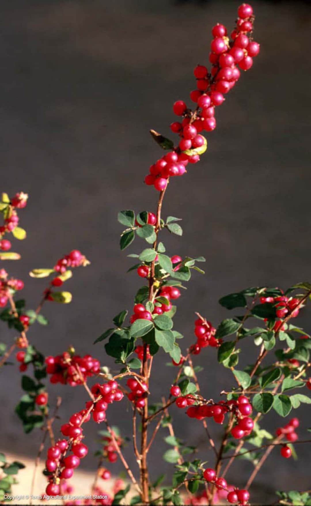 Coral Berry Live Plant 1 Gallon Size - Etsy