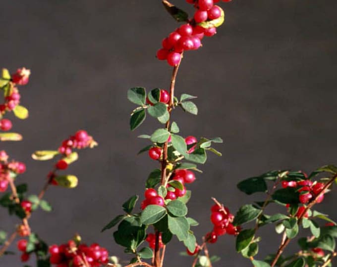 Coral Berry Shrub - Live Plant 12 to 14 Inches Tall. Bright Coral ...
