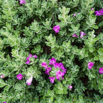 Compact Texas Sage, Leucophyllum Frutescens 'compactum', 1 Gallon Fully ...