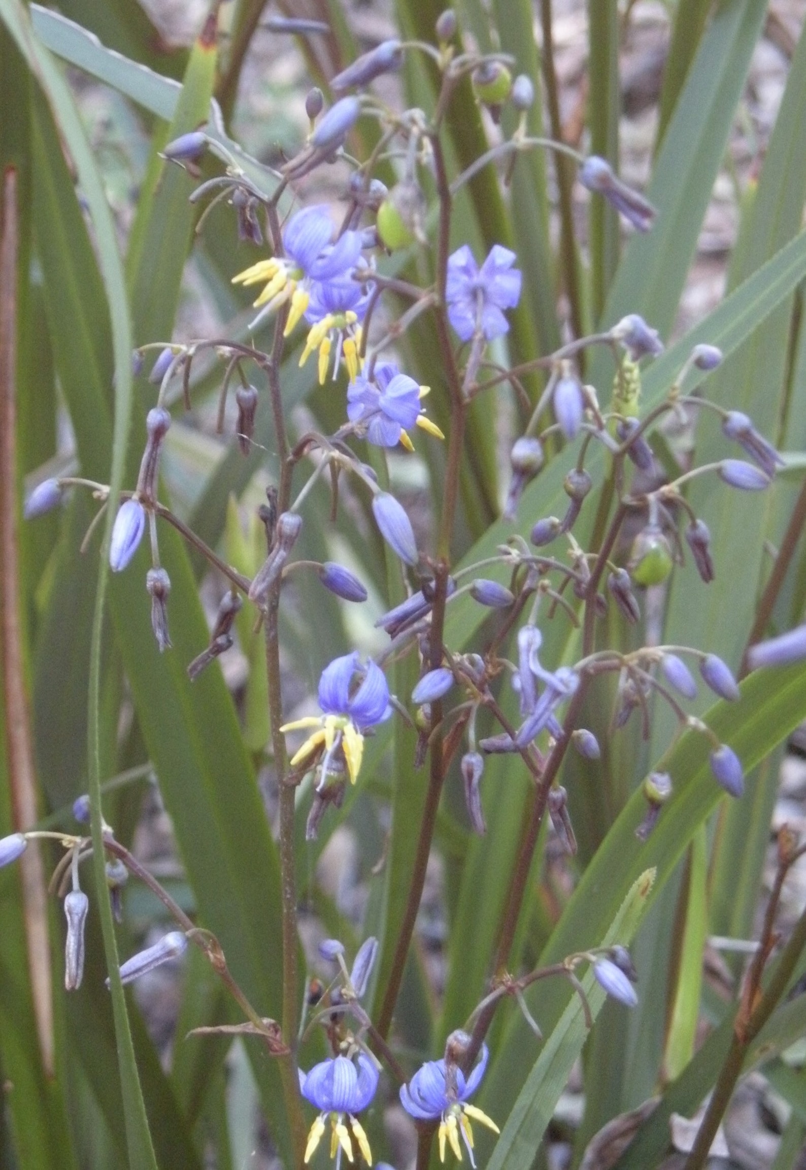 Dianella Flax Lily Live 1 Gallon Plant - Etsy