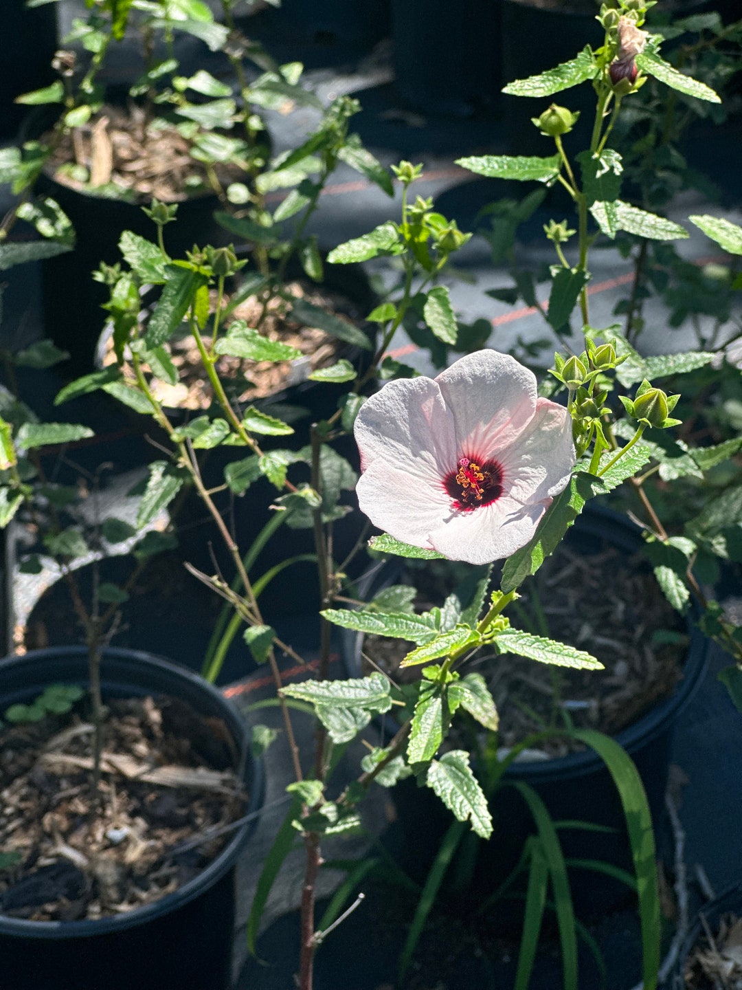 Brazilian Rock Rose Pavonia Fully Rooted 1 Gallon Plant - Etsy